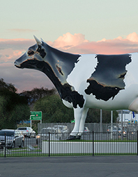 CASE STUDY: Morrinsville Mega Cow > Jackson Industries